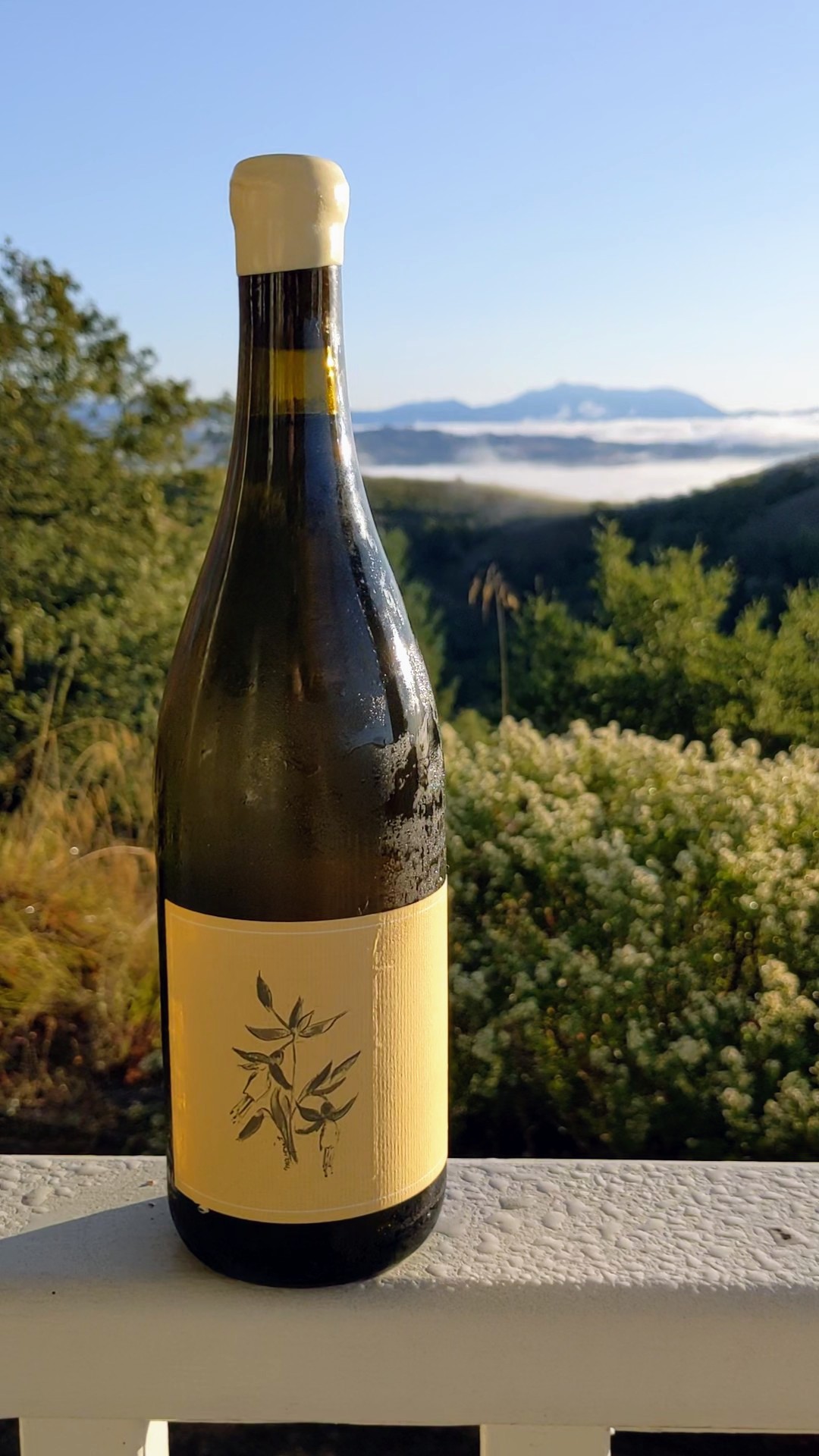 Arnot Roberts Falanghina: Your New Wine Obsession | To All the Wines I ...